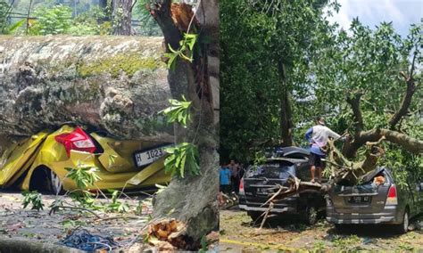 Situasi Terkini Lokasi Pohon Tumbang Di Parkiran Farm House Lembang