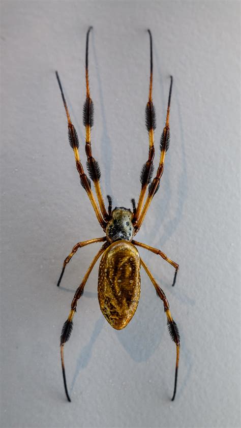 Spider Peter Miller Flickr