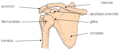 L Paule Normale Anatomie