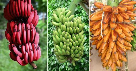 Types Of Bananas Different Varieties Of Banana Balcony Garden W
