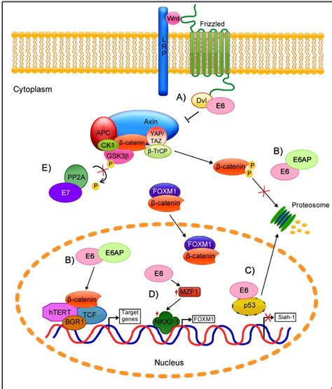 Beta Catenin Signaling Pathway