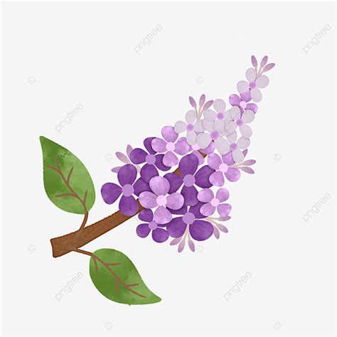 Purple Watercolor Flower Hd Transparent Purple Flower Watercolor