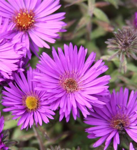 New England Aster Purple Dome Symphyotrichum Novaeangliae