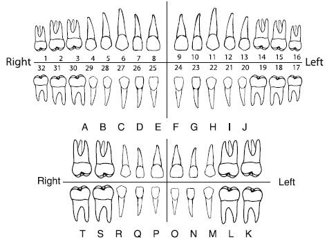 Printable Tooth Number Chart