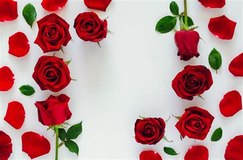 rosas rojas con sus pétalos y hojas sobre fondo blanco con espacio de