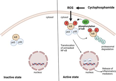 Activation of NF ΚB pathway by cyclophosphamide IκB Inhibitors of κB