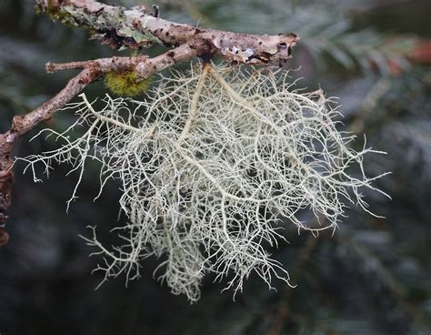 Usnea Lichen Top 10 Uses And Benefits Current Data Urbol