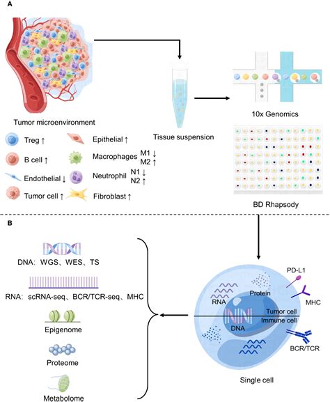 Frontiers Application Of Single Cell Sequencing To The Research Of