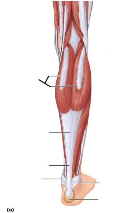 Posterior Lower Leg Diagram Quizlet