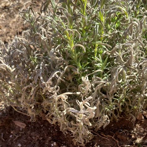 How To Save A Dying Lavender Plant 10 Things To Try