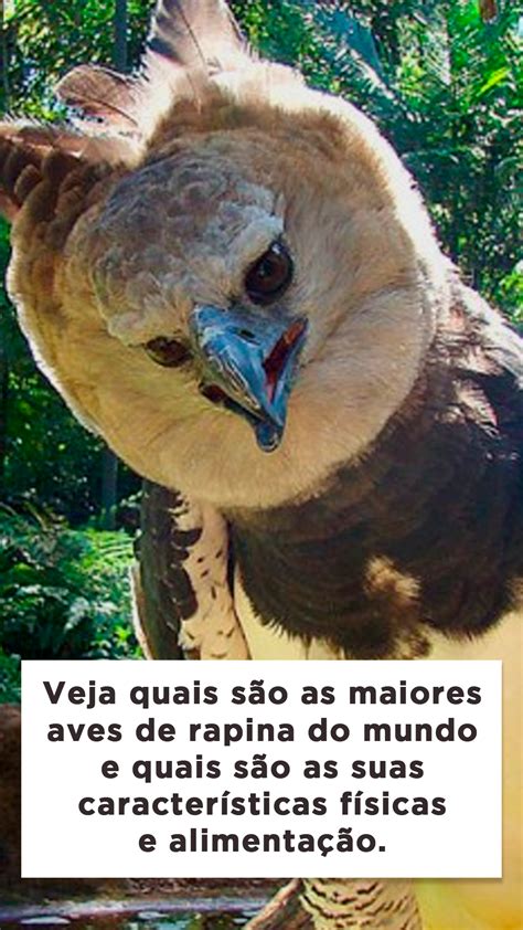 10 Maiores aves de rapina do mundo Pássaros