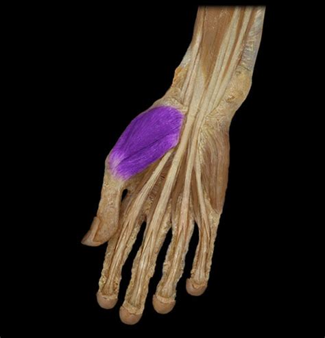 Muscles Of The Hand On Cadaver Flashcards Quizlet