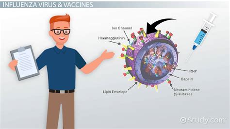 Influenza Virus Structure And Function Lesson Study