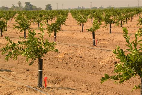 Micro Sprinkler Irrigation Citrus At Gantessablog Blog