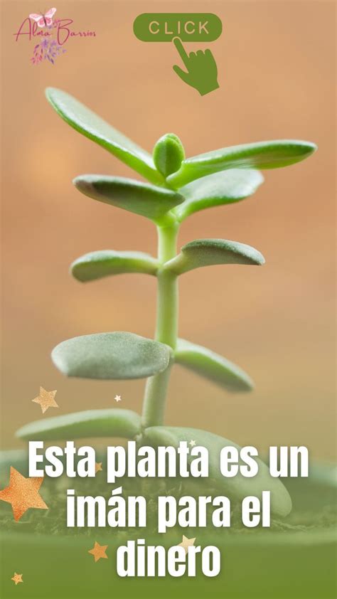 Plantas Que Atraen El Dinero Plantas Para Atraer Dinero Plantas