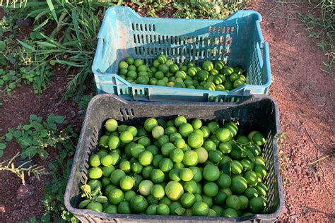 Crecen Exportaciones Agropecuarias Y PIB Del Sector Primario