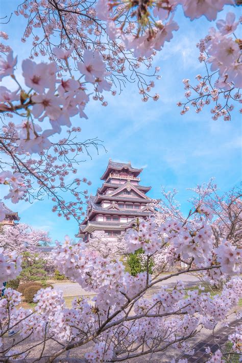 ᴗ み な み on Twitter RT mariii a73 満開の桜が彩る伏見桃山城 https t co
