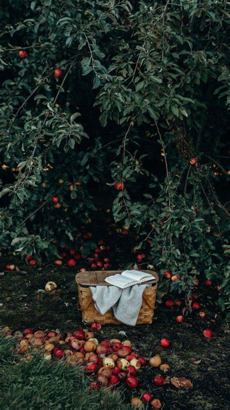 Autumn Apples Wallpapers Top Free Autumn Apples Backgrounds