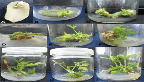 Plant Explant