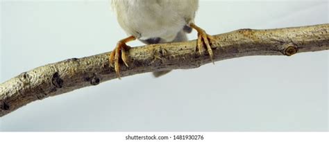 1 311 Sparrow Foot Images Stock Photos Vectors Shutterstock