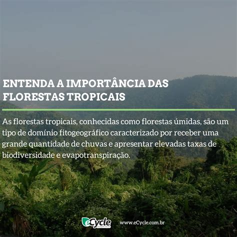 Elas se localizam em regiões equatoriais ou seja próximas à linha do