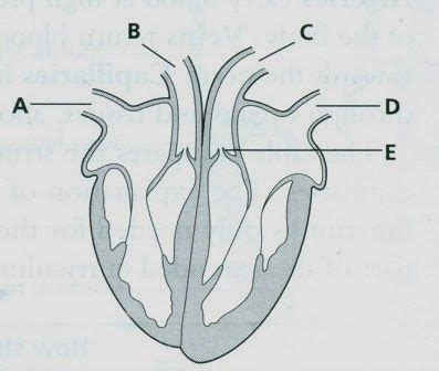 Biology Notes For IGCSE 2014 72 Arteries Veins And Capillaries