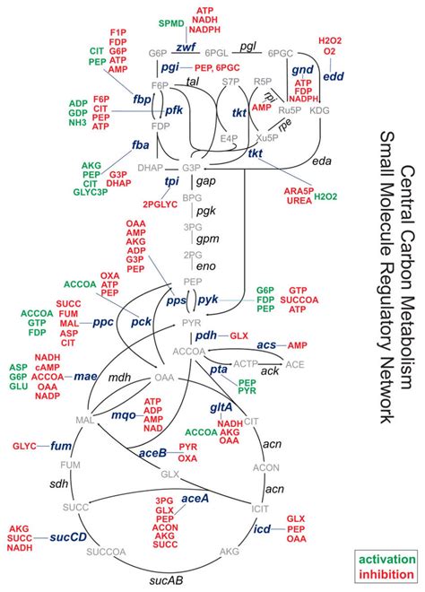 Small Molecule Regulatory Network Of E Coli Central Carbon Metabolism