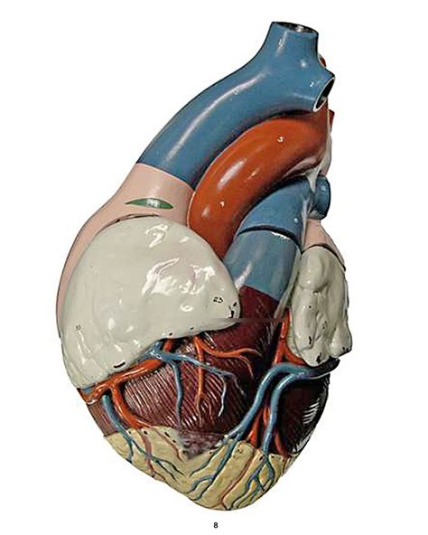Heart Lab Diagram Quizlet