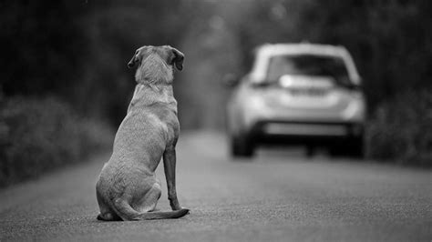 21 de julio Día Mundial del Perro El Sumario 21 de julio Día