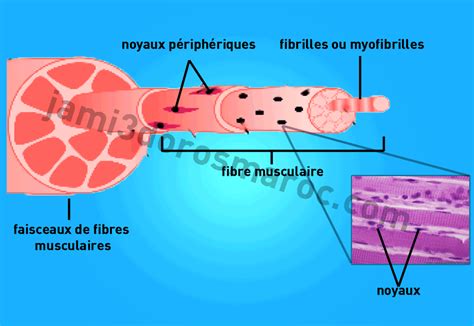 le système musculaire svt 3ème année collège PDF