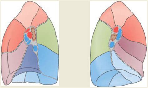 Lung Segments Posterior Diagram Quizlet