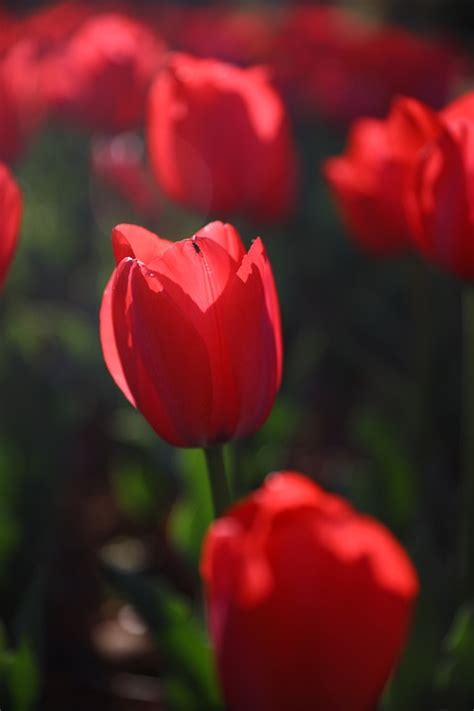 郁金香 鲜花 Pixabay上的免费照片 Pixabay