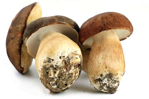 Porcini Mushrooms The King Of The Mushroom Kingdom Mushroom Huntress
