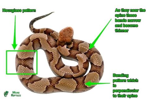 Copperhead Snake