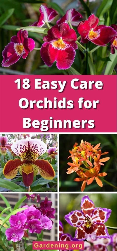 Easy Beginner Plants And How To Care For Them Artofit
