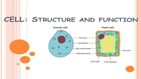 9th Biology Ll Cell Structure And Functions Ll Part 2 YouTube