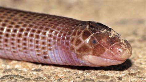 Cobras de duas cabeças animal que desperta curiosidade por onde passa