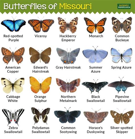 Types Of Butterflies Butterfly Species Butterfly