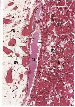 Histología de las glándulas endocrinas página 2