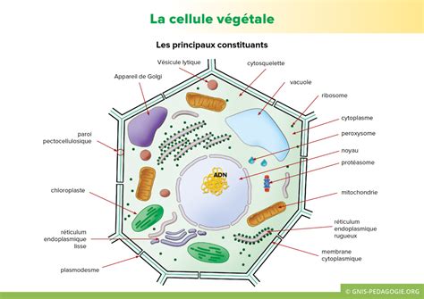La cellule végétale SEMAE Pédagogie