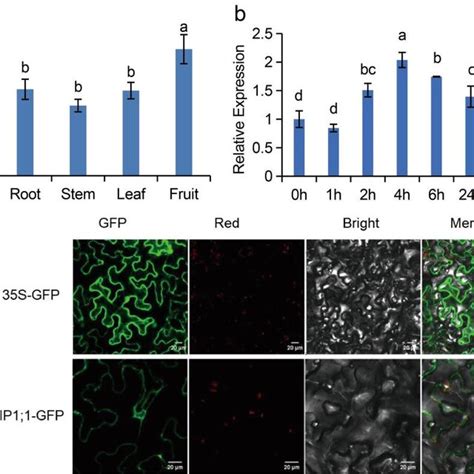 The Expression Pattern Of EuPIP1 1 And The Subcellular Localization Of
