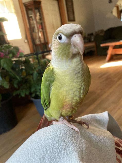 Greencheek Conure Cinnamon