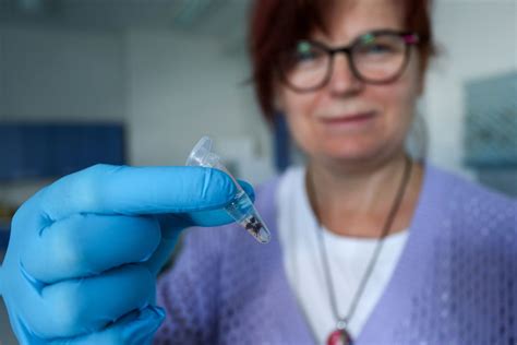 Co czwarty kleszcz zaraża Na wschodzie Polski jest jeszcze gorzej