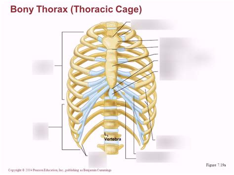 Bony Thorax Diagram Quizlet