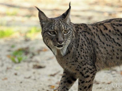 Lince Iberico Lynx Pardinus Andres G B Flickr