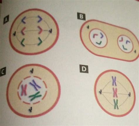 Ordena cronológicamente las siguientes ilustraciones E indica En qué