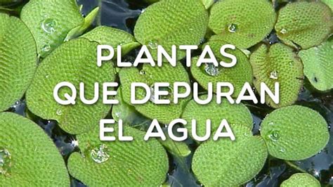 Ehepartner Wohnung Wagen Planta Para Purificar Agua Eingebildet