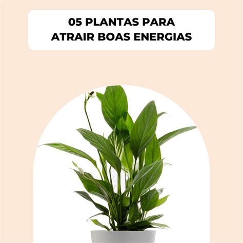 Plantas Que Atraem Boas Energias
