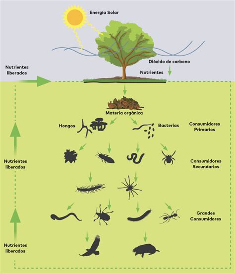 Qué Es El Microbioma Del Suelo Blog Cambiagro