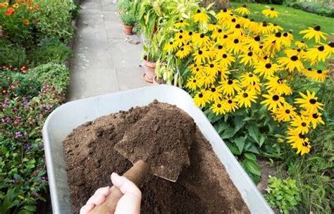 Cuándo ABONAR tus plantas Esta es la respuesta práctica